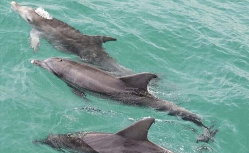 Sydney: Jervis Bay Day Trip with Dolphins, Roos & Beach Time - How Does It Compare Value-Wise?