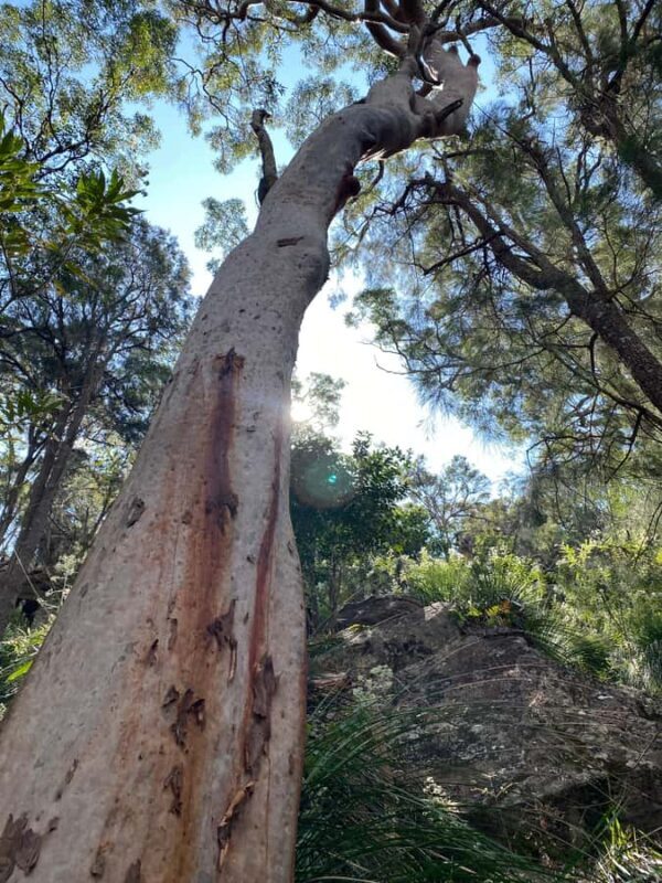 Sydney: Ku-ring-gai National Park with swim and picnic - Final Thoughts