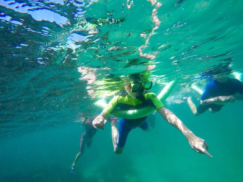 Sydney: Manly and Shelly Beach Snorkeling Tour - Introducing the Experience