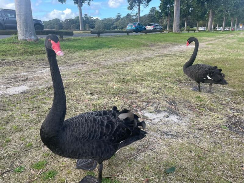 Sydney: Morning Sightseeing Bus to Bondi with Lunch Cruise - Authentic Insights from Reviewers