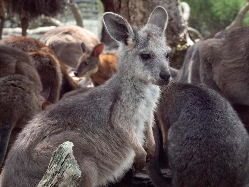 Sydney: Nature and Wildlife - Australia in One Day - Final Thoughts