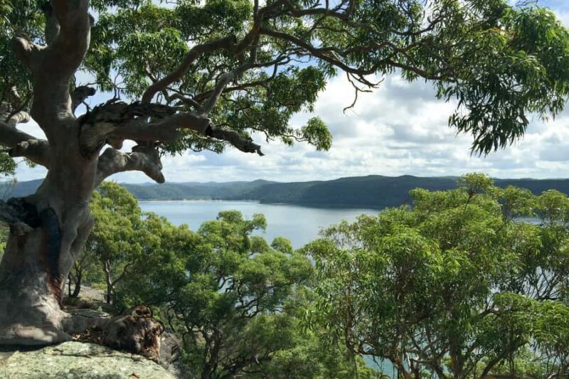 Sydney: Northern Beaches and Ku-ring-gai National Park Tour - Introduction – What to Expect from the Tour