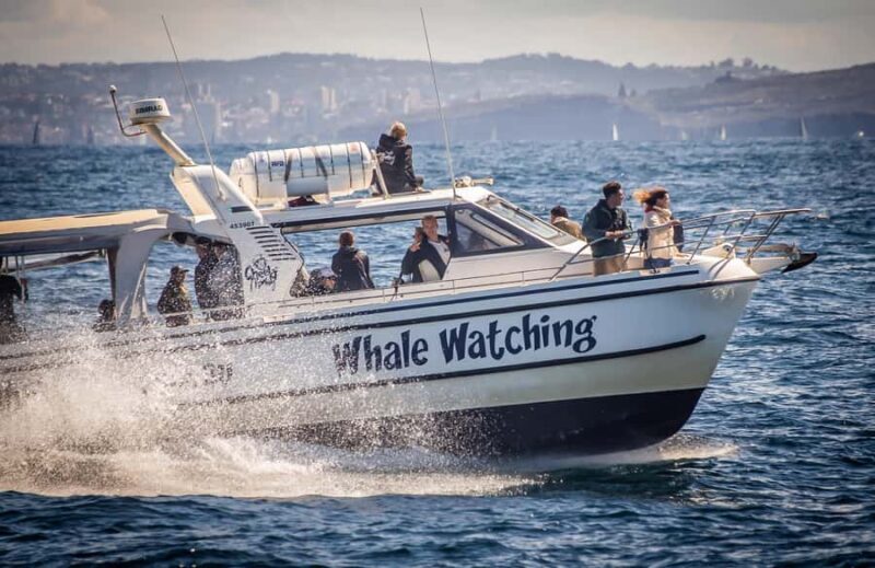 Sydney: Ocean Whale Watching Experience - A Detailed Look at the Experience