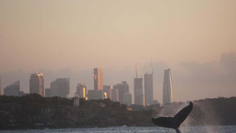 Sydney: Ocean Whale Watching Experience - FAQ