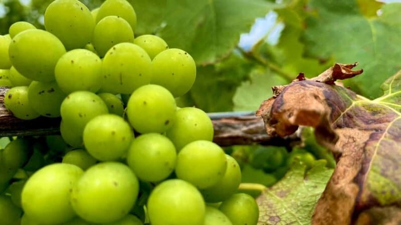 Sydney: Private Hunter Valley Premium Wine Tasting Luxe Tour - Key Points