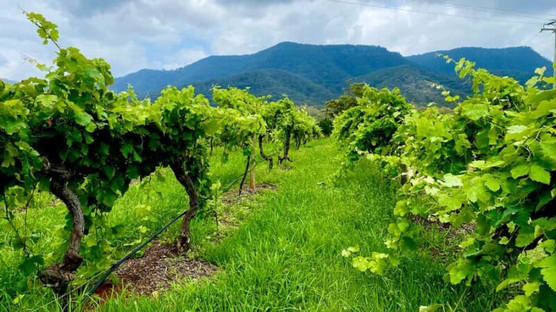 Sydney: Private Hunter Valley Premium Wine Tasting Luxe Tour - Who Will Love This Tour?