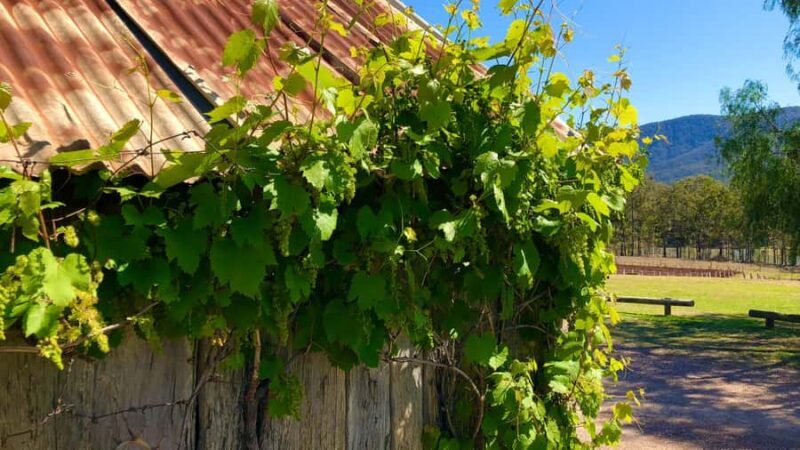 Sydney: Private Hunter Valley Premium Wine Tasting Luxe Tour - Final Words