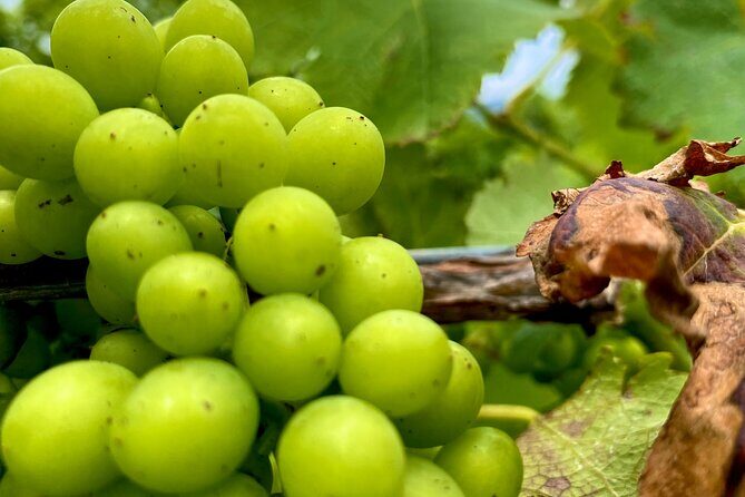 Sydney: PRIVATE Hunter Valley Wine Tasting Luxe Tour (10h) - What Makes This Tour Stand Out?