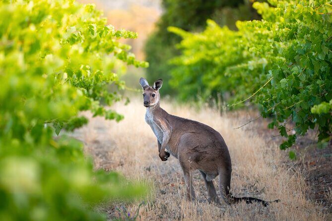 Sydney: PRIVATE Hunter Valley Wine Tasting Luxe Tour (10h) - Limitations and Considerations