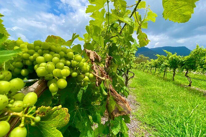Sydney: PRIVATE Hunter Valley Wine Tasting Luxe Tour (10h) - Who Would Love This Tour?