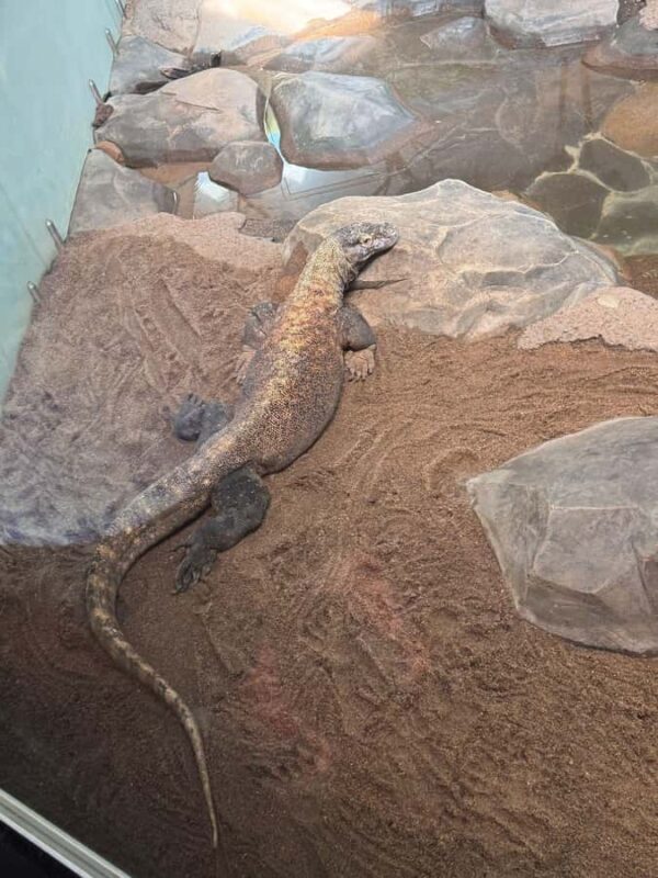 Sydney: Reptile Park and Avoca Beach Day Trip with Entry - The Sum Up