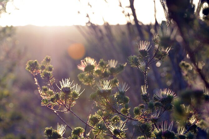 Sydney: Royal National Park Day Trip with Picnic and Swim - Who Will Love This Tour?
