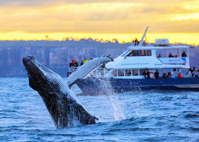 Sydney: Scenic Whale Watching Cruise - Whales Guaranteed - Why This Tour Stands Out