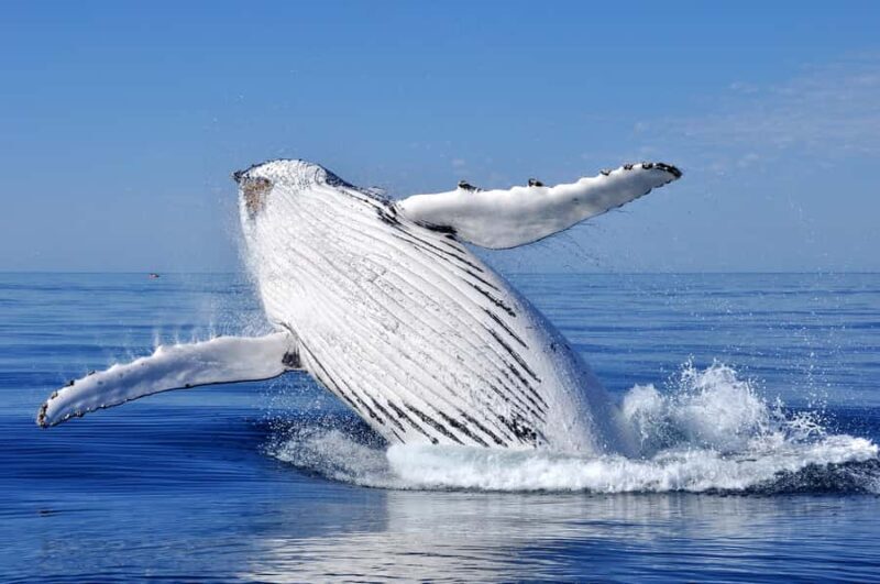 Sydney: Scenic Whale Watching Cruise - Whales Guaranteed - Who Should Book This Tour?