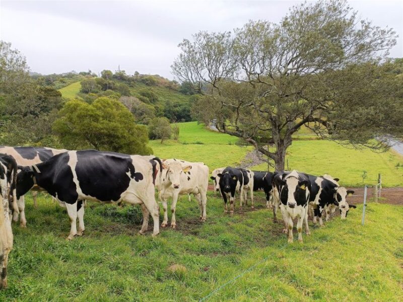 Sydney: Sea Cliff Bridge, Kiama Blowhole and Farmlands Tour - FAQs