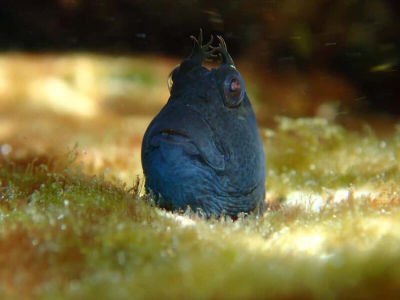 Sydney: Snorkeling Tour for Kids with Private Guide - Why Choose This Snorkeling Tour?