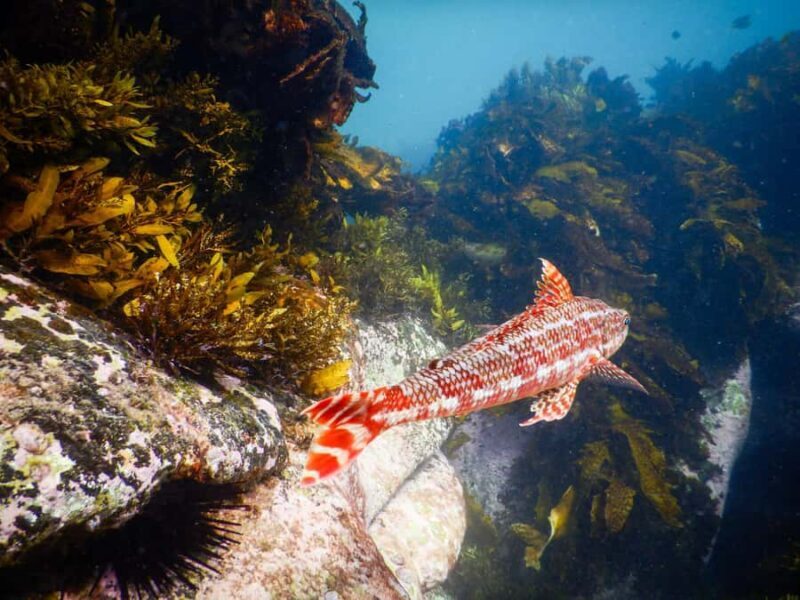 Sydney: Snorkeling Tour for Kids with Private Guide - Safety and Equipment