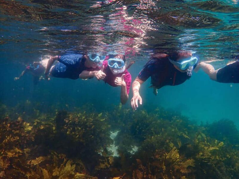Sydney: Snorkeling Tour for Kids with Private Guide - Additional Activities and Nearby Attractions
