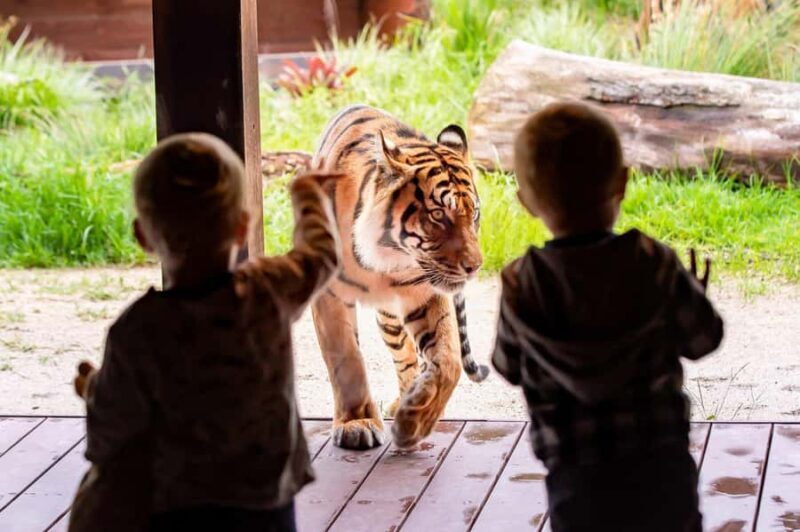 Sydney: Taronga Zoo Ticket with Return Ferry - Key Points  