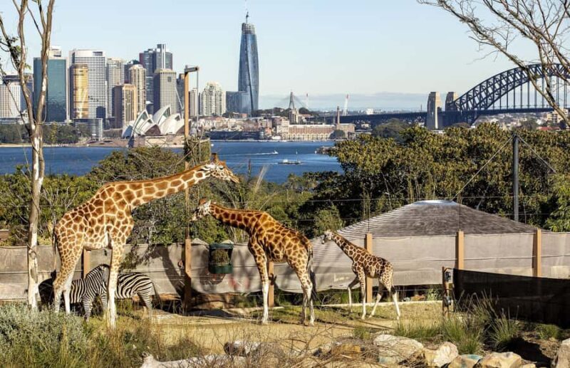 Sydney: Taronga Zoo Ticket with Return Ferry - Price and Value: Is It Worth It?  