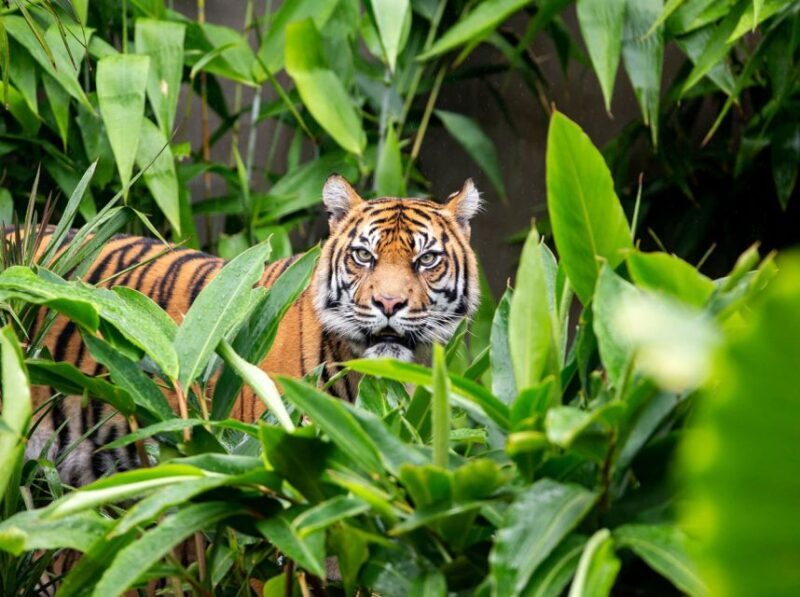 Sydney: Taronga Zoo Ticket with Return Ferry - Who Is This Experience Best For?  