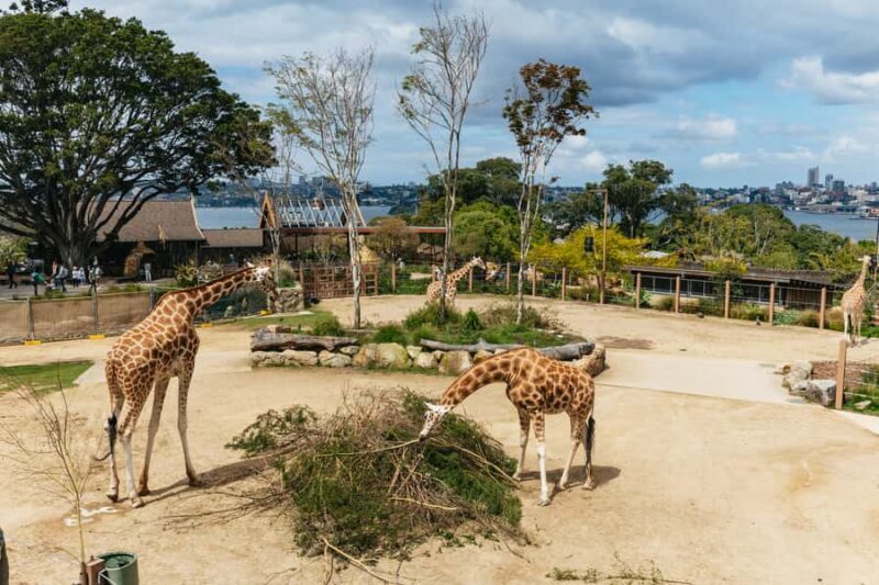 Sydney: Taronga Zoo Tickets - Introducing the Taronga Zoo Experience
