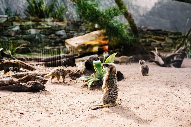 Sydney Taronga Zoo Wild Australia Experience - An Overview of the Experience