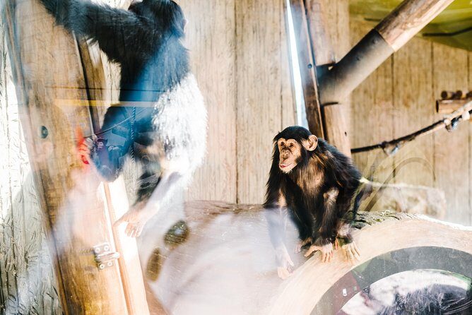 Sydney Taronga Zoo Wild Australia Experience - Practical Details and Tips