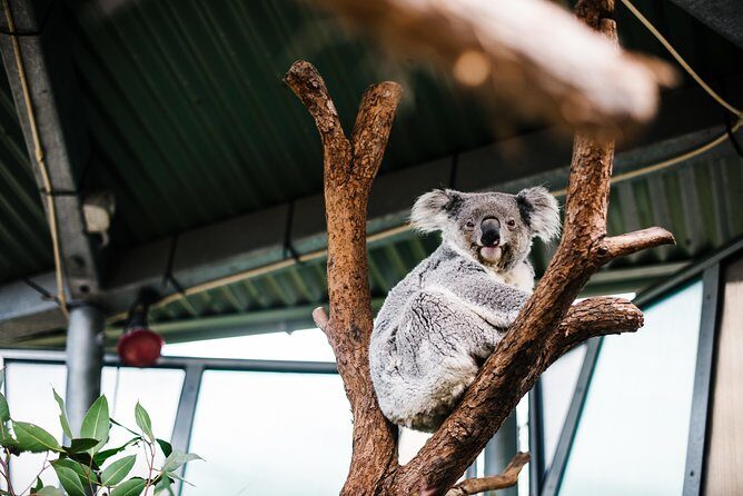 Sydney Taronga Zoo Wild Australia Experience - Frequently Asked Questions