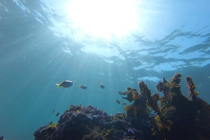 sydney underwater scooter tours - Final Thoughts: Is It Worth It?