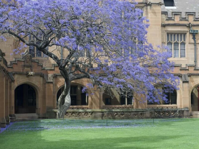 Sydney: University of Sydney Student-Led Walking Tour - The Sum Up
