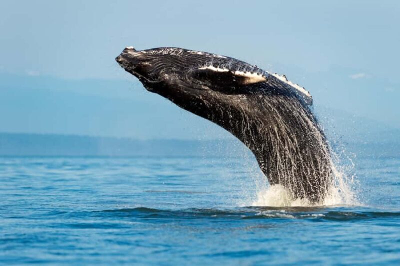 Sydney: Whale Watching Adventure Cruise - Who Is This Tour Best For?