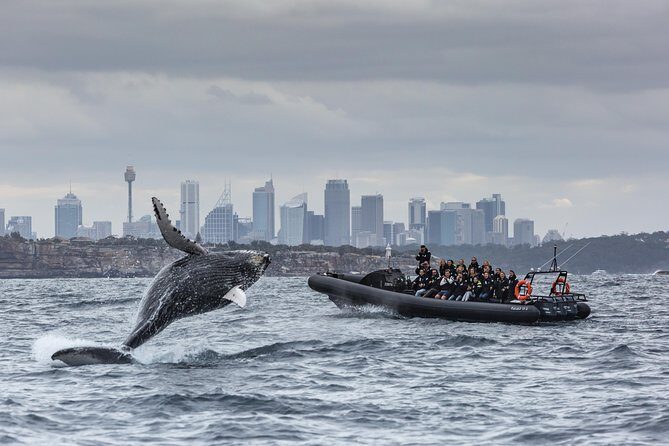 Sydney Whale-Watching by Speed Boat - Why This Tour is Valuable
