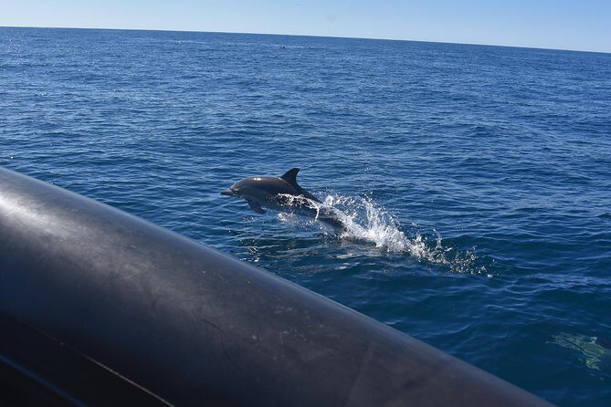 Sydney Whale-Watching by Speed Boat - Frequently Asked Questions