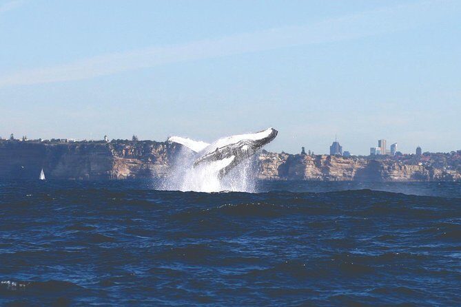 Sydney Whale Watching Cruise from Circular Quay - Is the Price Justified?