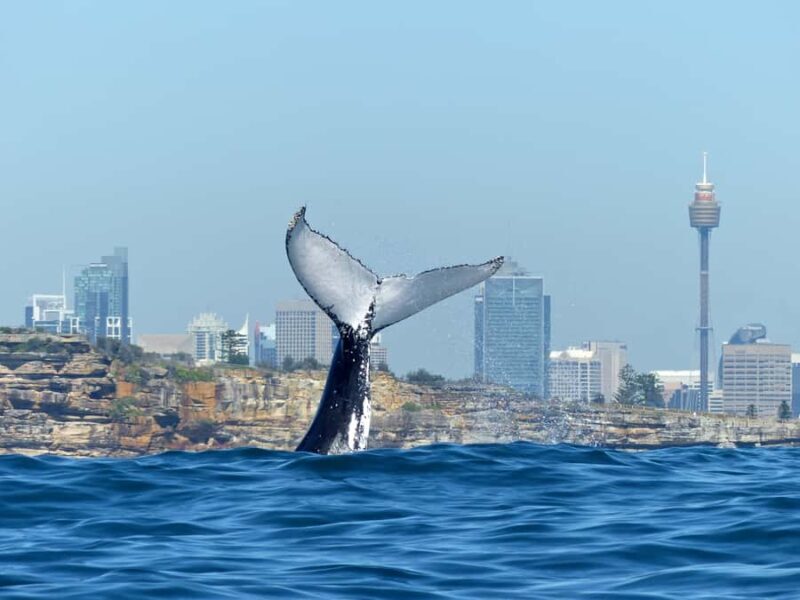 Sydney Whale Watching Cruise with Breakfast or Lunch - Sydney Whale Watching Cruise with Breakfast or Lunch: An In-Depth Review