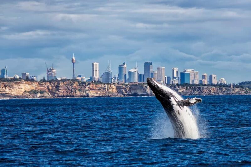 Sydney Whale Watching Cruise with Breakfast or Lunch - The Marvel of Whale Watching in Sydney
