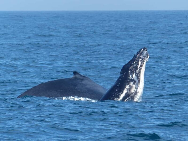 Sydney Whale Watching Cruise with Breakfast or Lunch - The Comfort and Practicalities