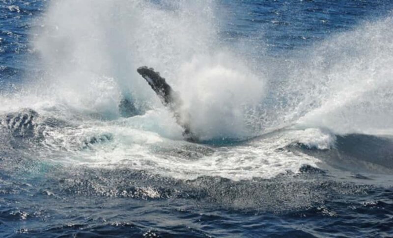 Sydney Whale Watching Cruise with Breakfast or Lunch - Additional Considerations