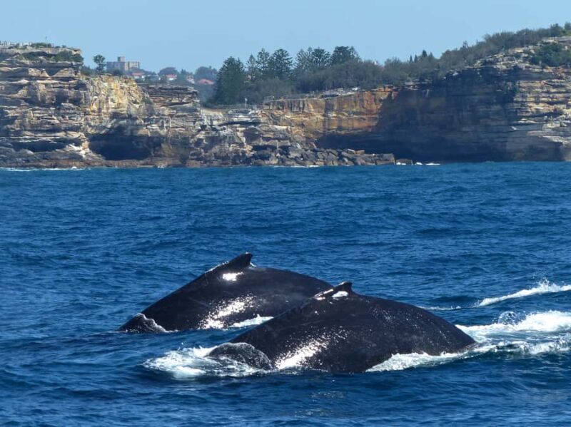 Sydney Whale Watching Cruise with Breakfast or Lunch - Final Thoughts: Who Will Love This Tour?