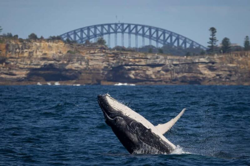 Sydney: Whale Watching & Hop On Hop Off Cruise Package - Final Thoughts