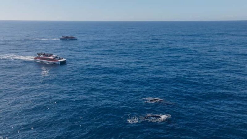 Sydney: Whale Watching & Wildlife Cruise - FAQ