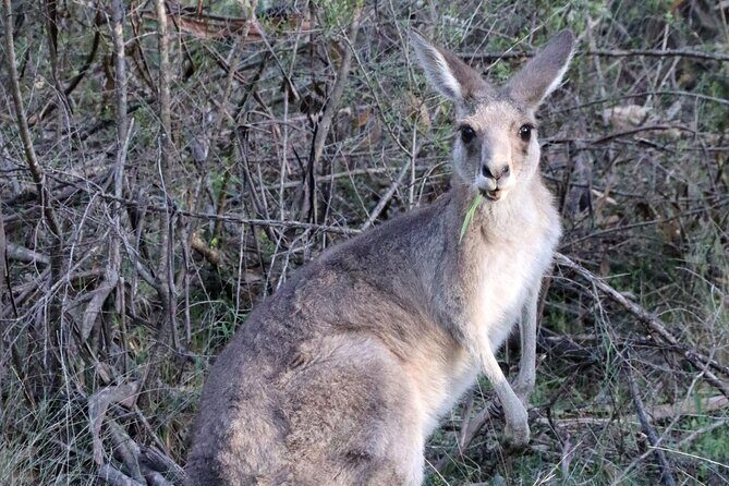 Sydney Wild Kangaroos and a Cruise: A Private Wildlife Adventure - FAQ