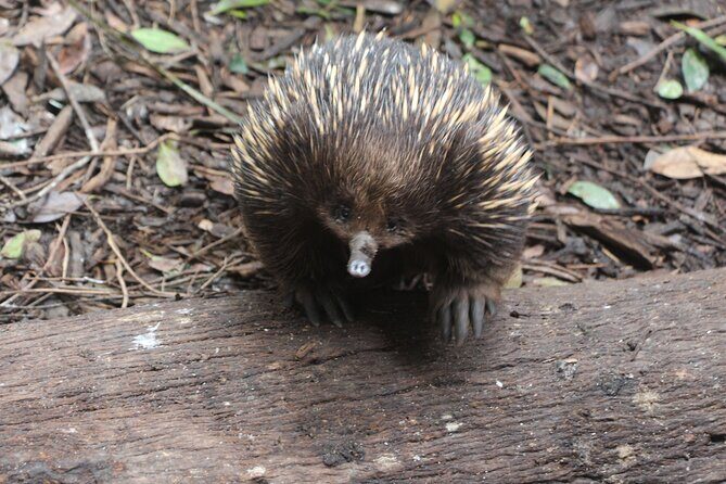 Sydney Wild Kangaroos and a Cruise: A Private Wildlife Adventure - Final Verdict