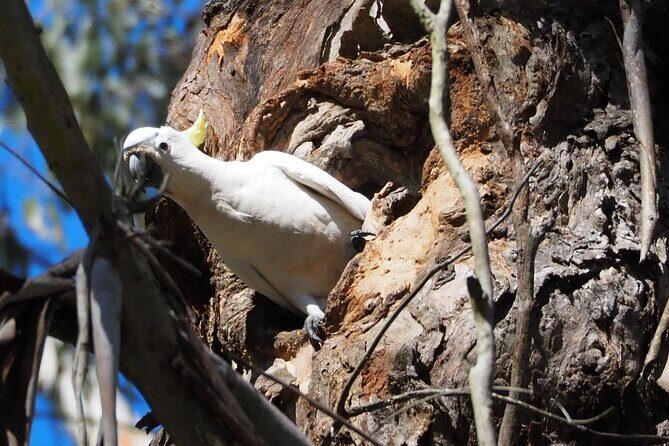 Sydney Wildlife Safari - The Sum Up: Who Should Consider This Tour?