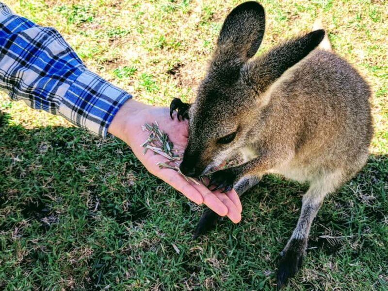 Sydney: Wildlife, Waterfalls and Wine Small Group Tour - Key Points