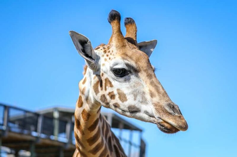 Sydney Zoo Admission Ticket - An In-Depth Look at Sydney Zoo