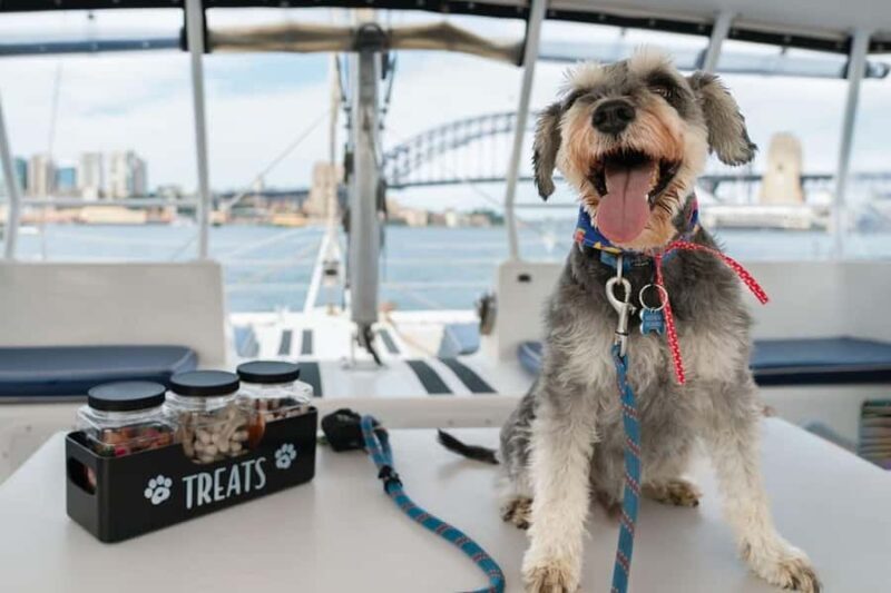 Sydney's 1st Dog Friendly Harbour Cruise: Dogs on Deck - Introduction