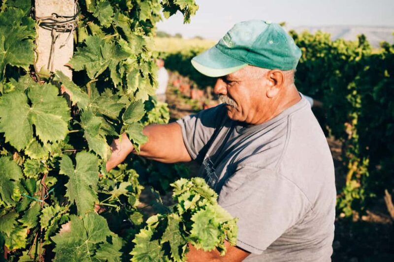 Syracuse: Exclusive Sicilian Wine Tasting Experience - Key Points