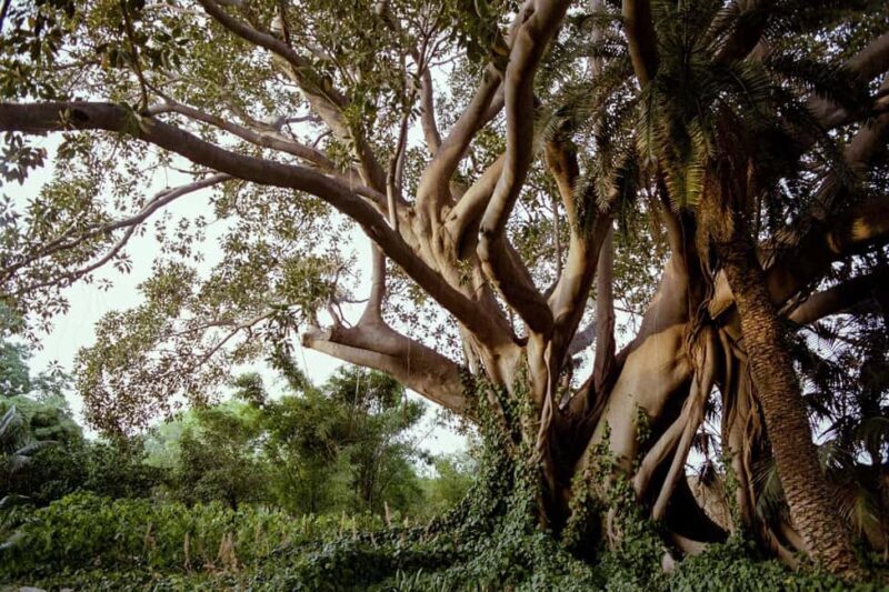 Syracuse: Exclusive Sicilian Wine Tasting Experience - A Deep Dive into the Experience